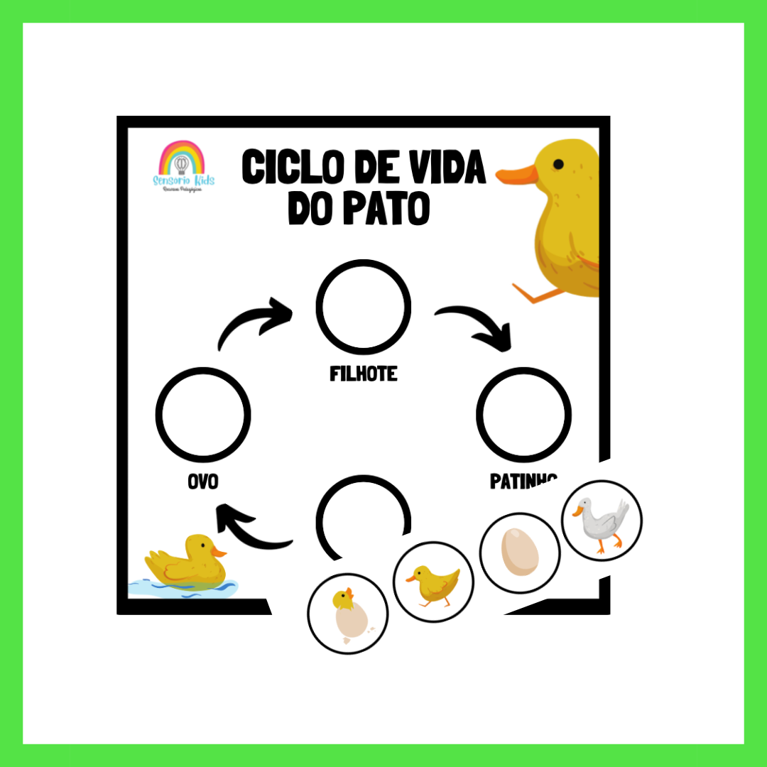 CICLOS DE VIDA – Sensorio Kids – Recursos Pedagógicos Criativos para ...